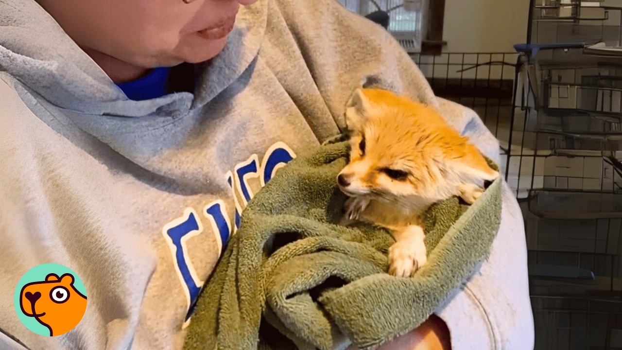 Lady Saves a Baby Fox And Becomes Her “Snuggle Buddy” | Cuddle Buddies ...