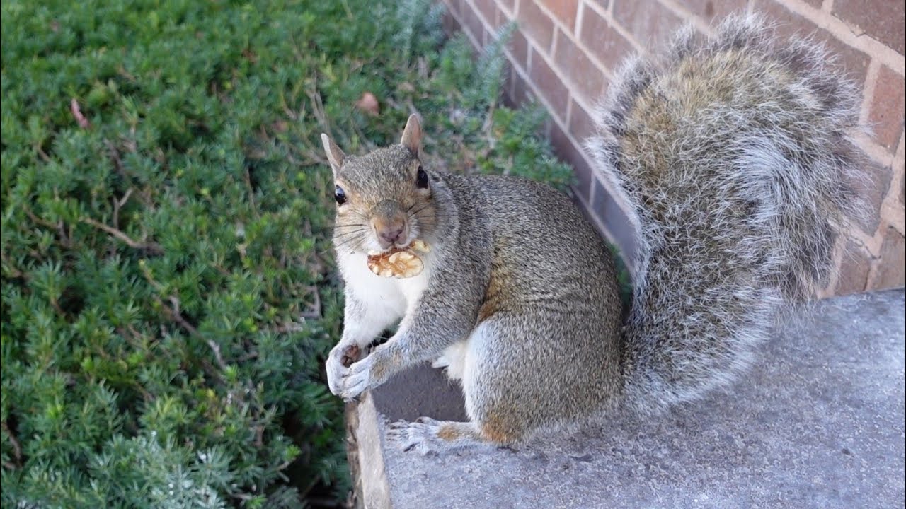 Squirrel does the cutest dance when she gets a nut - YouTube