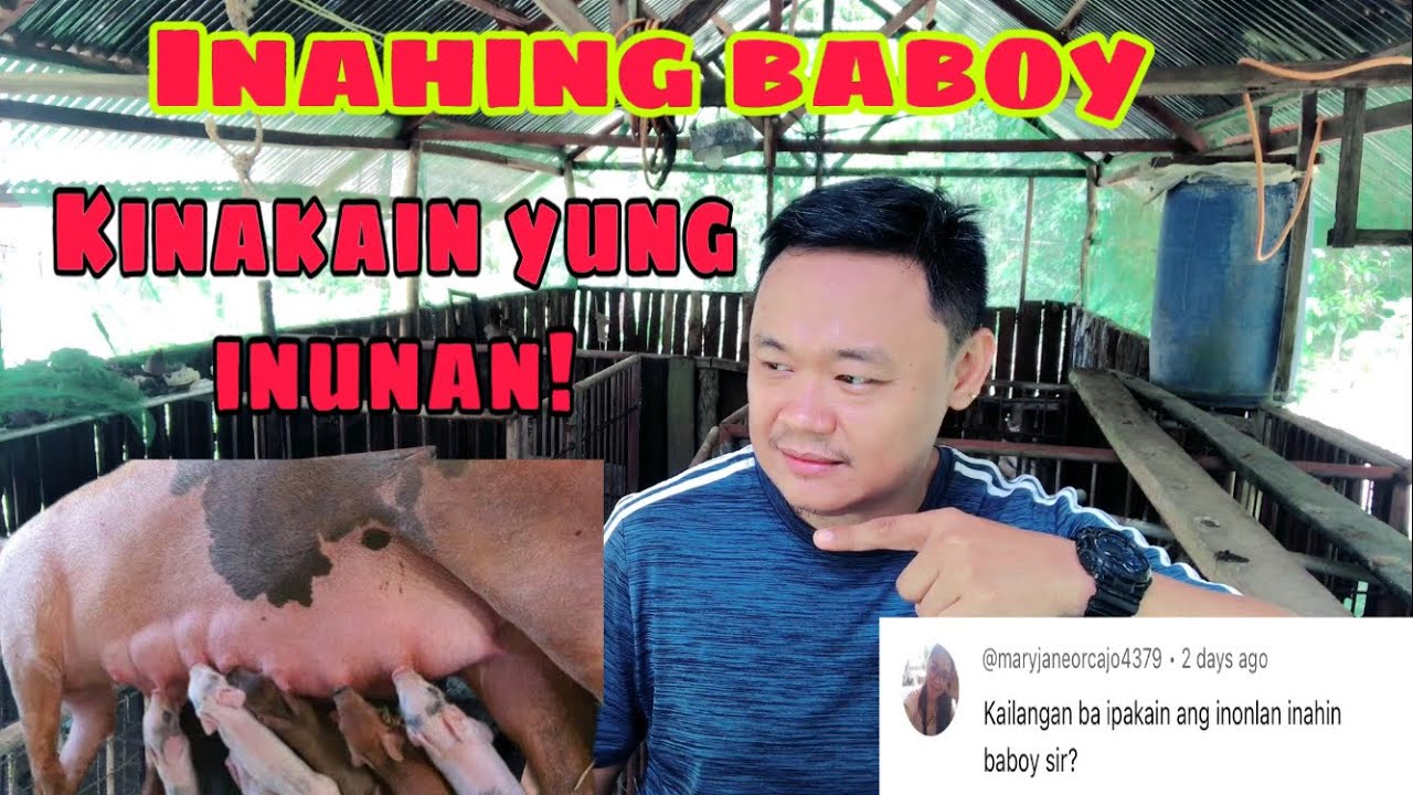 Pwede bang ipakain sa mga inahing baboy ang mga inunan nila | Ryan ...