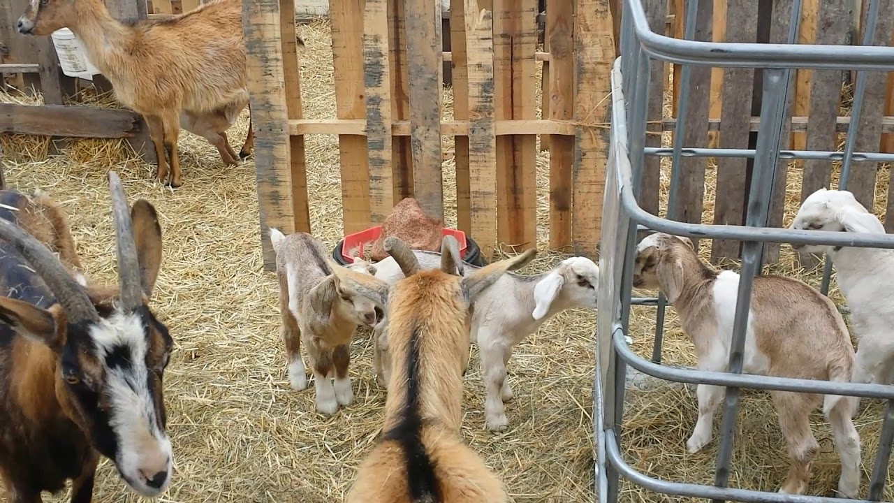 Fun with Goats - YouTube
