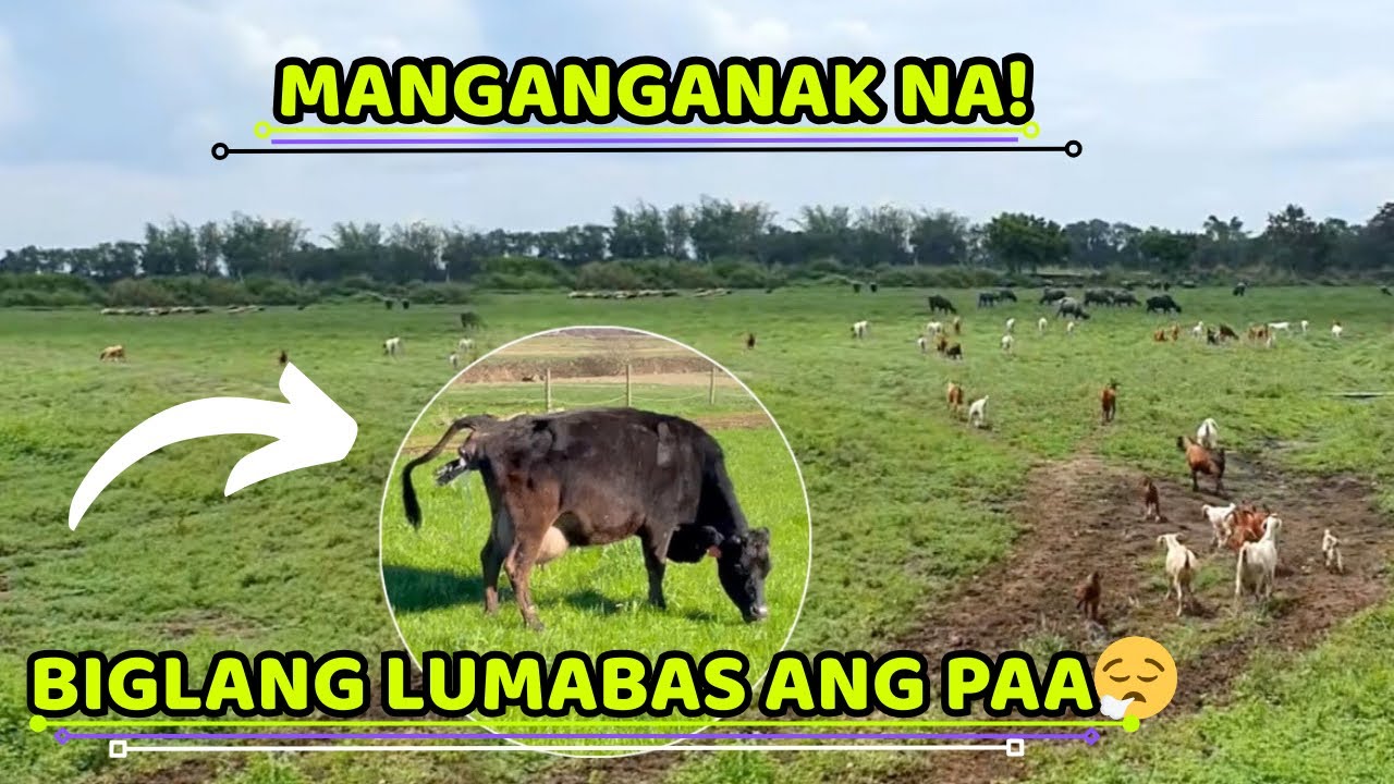 BIGLANG LUMABAS ANG PAA! MANGANGANAK NA ANG BAKA - MALAWAK NA FARM ...