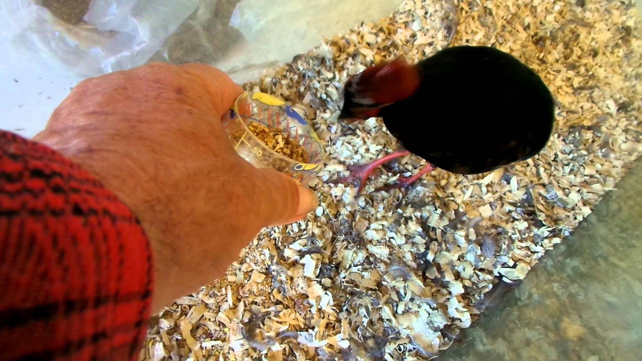 Roul roul partridge chick - two and a half month old - YouTube