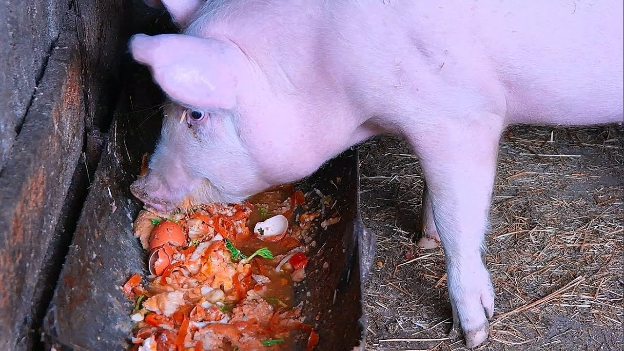 What does pig eat? ASMR pig is eating slop. how to reduce waste in ...