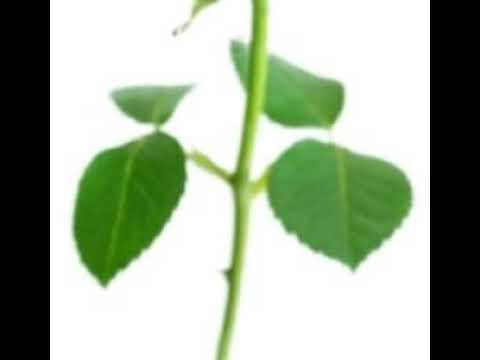 İNDİAN MUSİC HİNT MÜZİĞİ HİND MUSİQİSİ