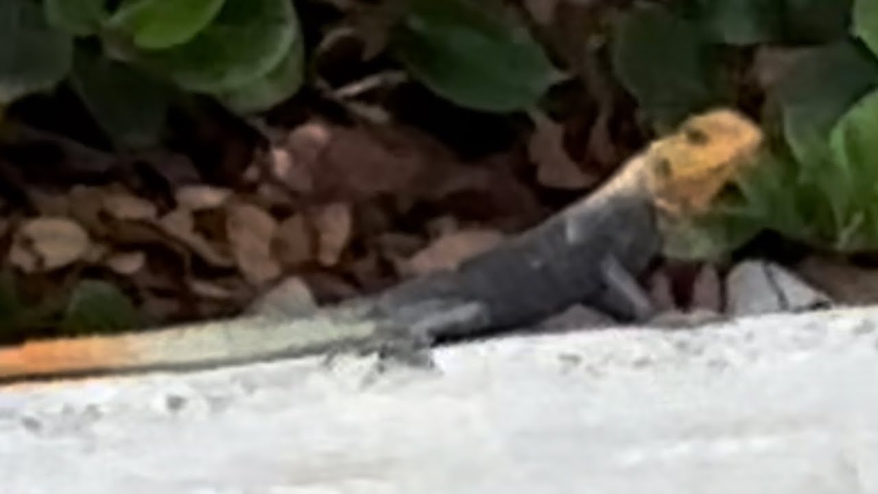RED HEADED AGAMA LIZARD INVADING FLORIDA - YouTube