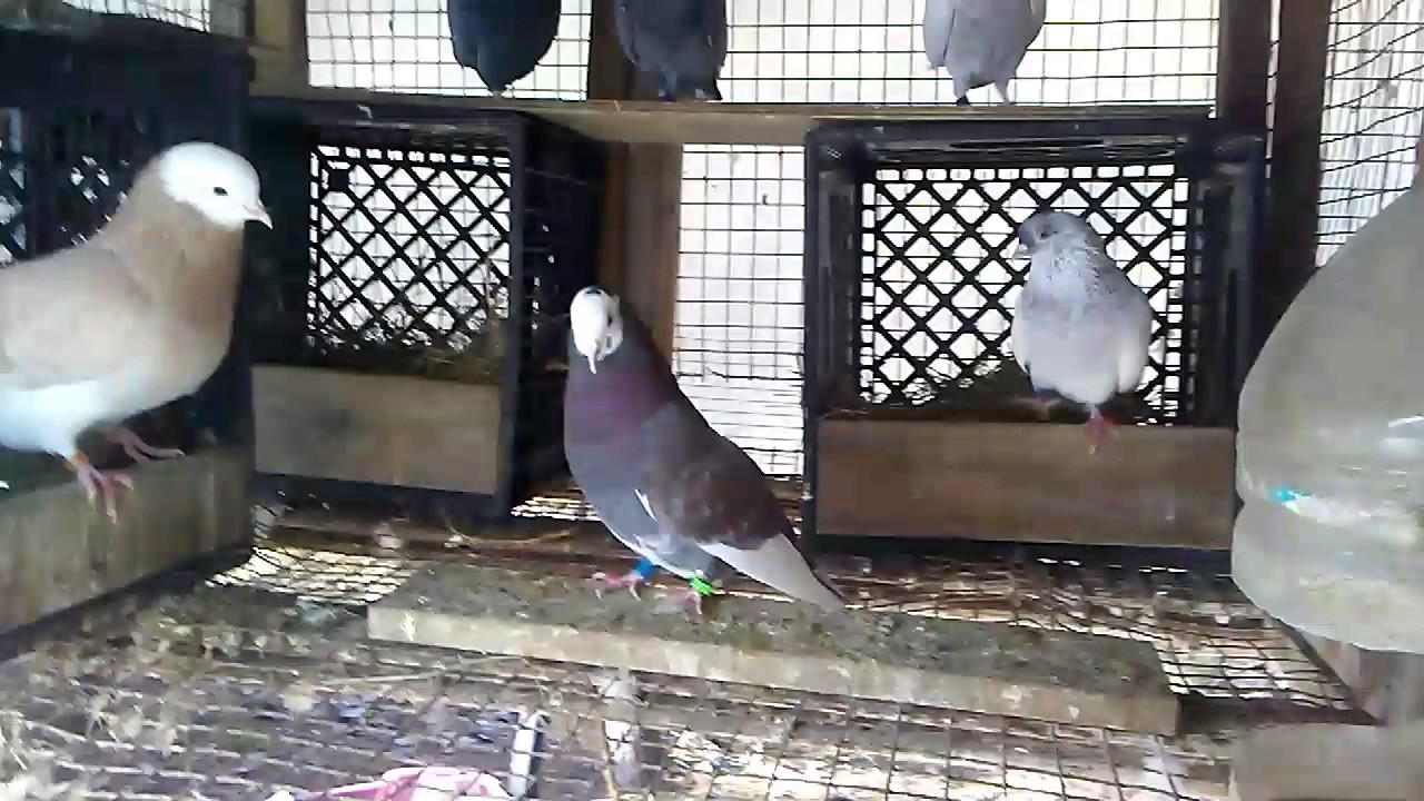 New roller pigeons - YouTube