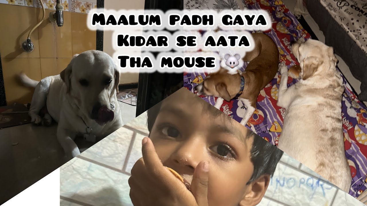 Finally maalum pada kidar se aata tha mouse 🐭 - YouTube