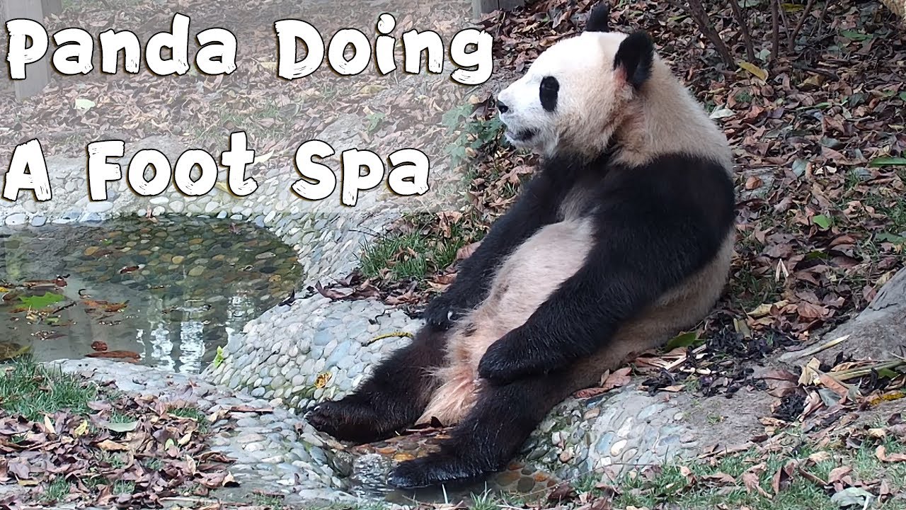 Panda Doing A Foot Spa | iPanda - YouTube