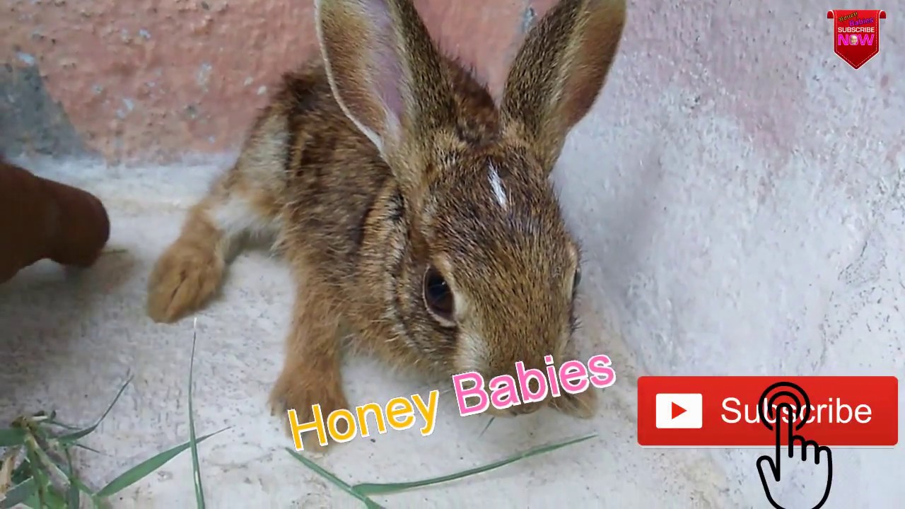 Hen,Chicken and Rabbit Babies|Honey Babies|All cute babies and The ...