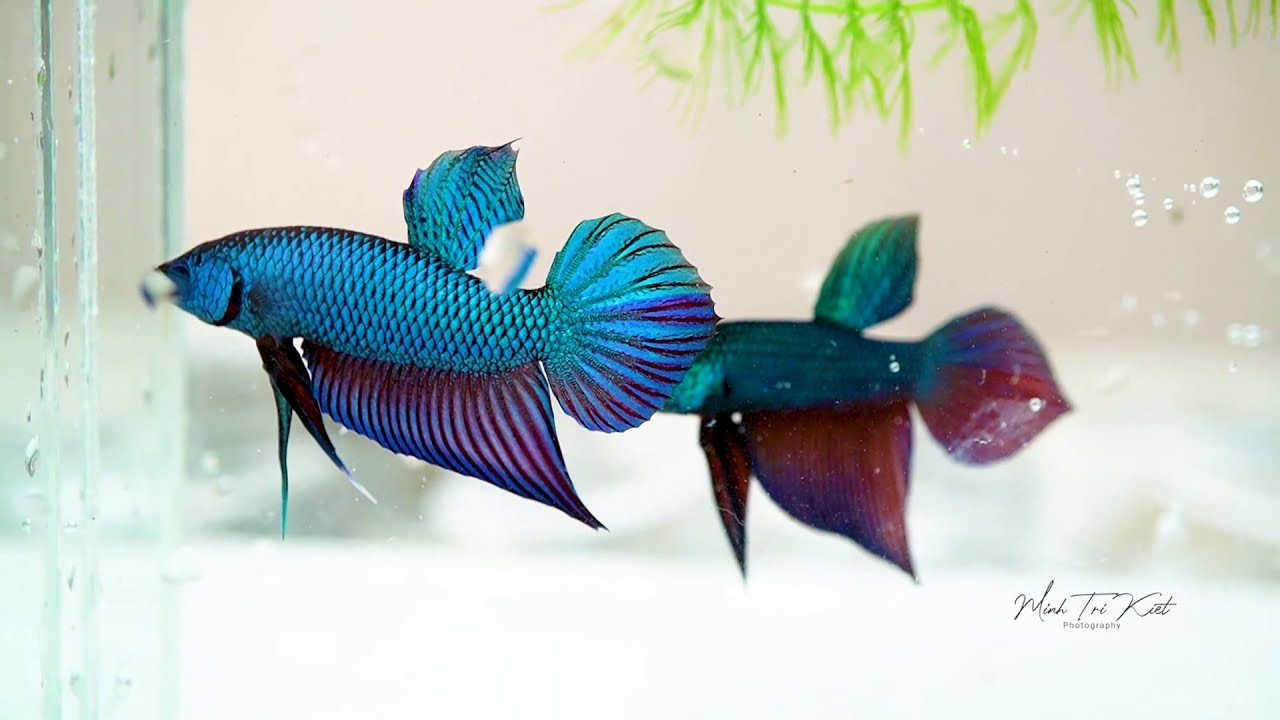 Betta hoang dã - Smaragdina Buriram - Wild betta Việt Nam - YouTube