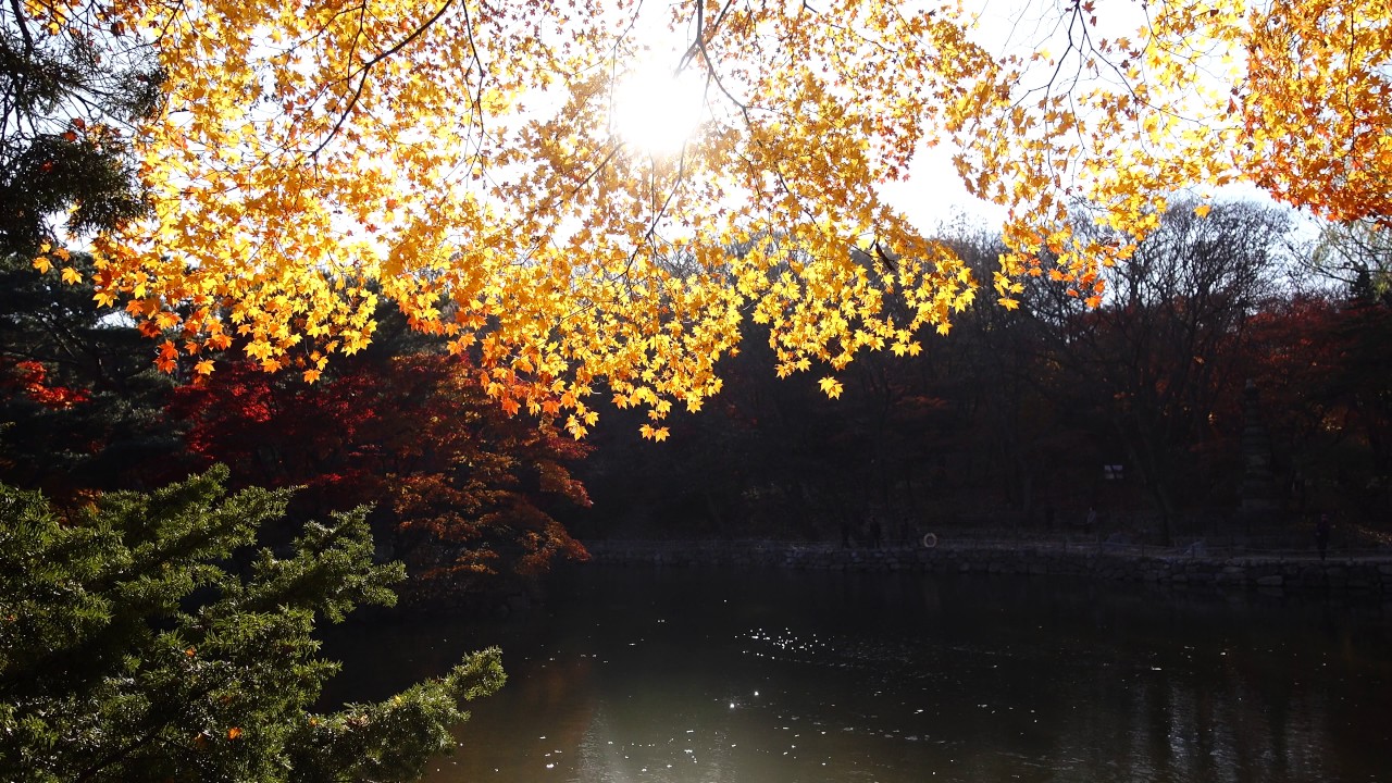 SONY RX100 V Movie Sample 02 - YouTube