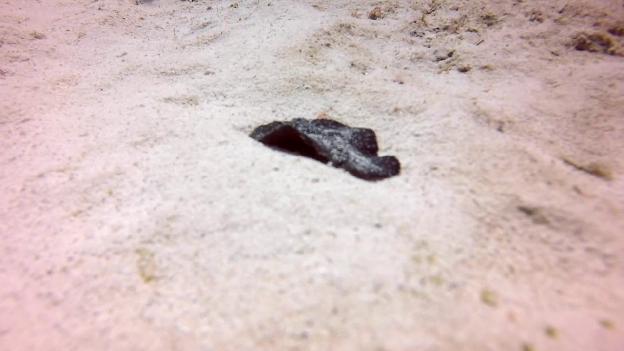 Baby flounder or sole - YouTube