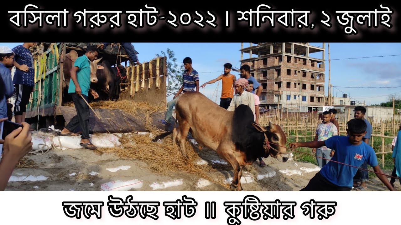 বসিলা গরুর হাট-২০২২ ।জমে উঠছে হাট । কুষ্টিয়ার গরু । Bosila gorur haat ...