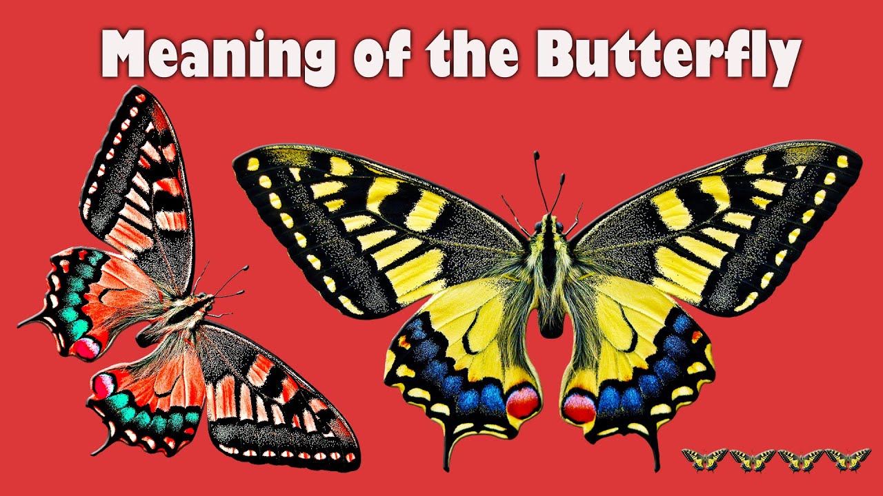 white color butterfly meaning - butterflies meaning - meaning of ...