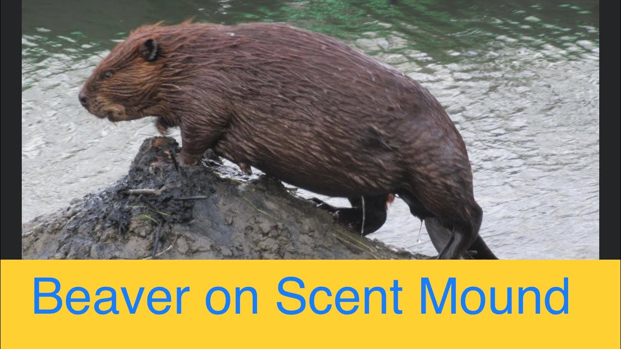 Watch This Beaver Scratch and Sniff Around A Scent Mound - YouTube