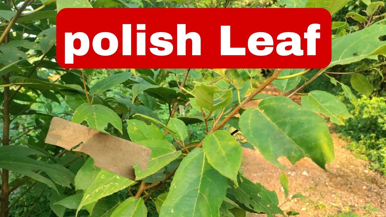 Polish Leaf|Tulu Vlog |Wood polish - YouTube