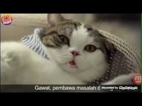 Kucing bisa bicara - YouTube