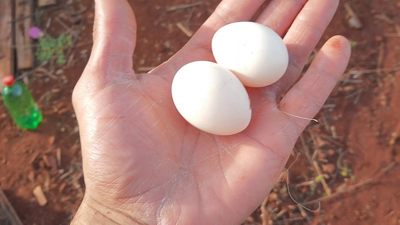 MOSTRANDO MINHA CRIAÇÃO DE GALIZÉ FÊMEA POEDEIRA NA POSTURA , SUPER ...