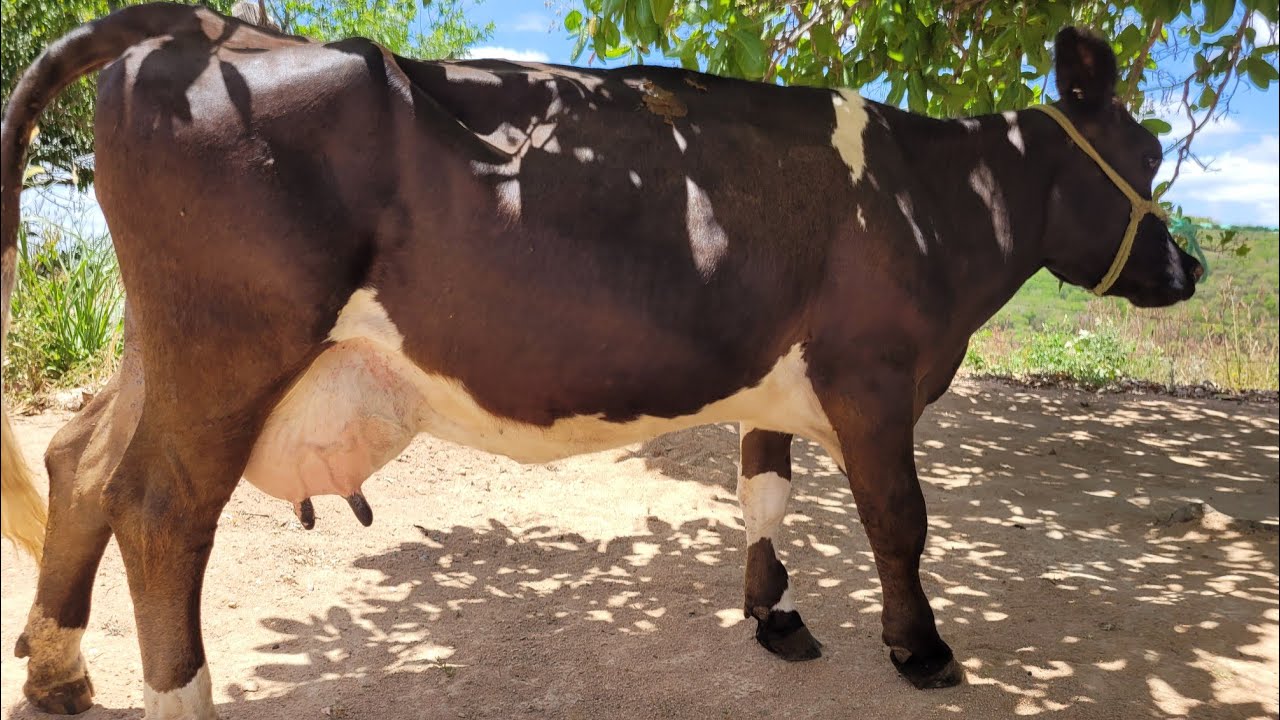 Vaca Jersey segunda cria dando 20 litros de leite por dia vem conferir ...