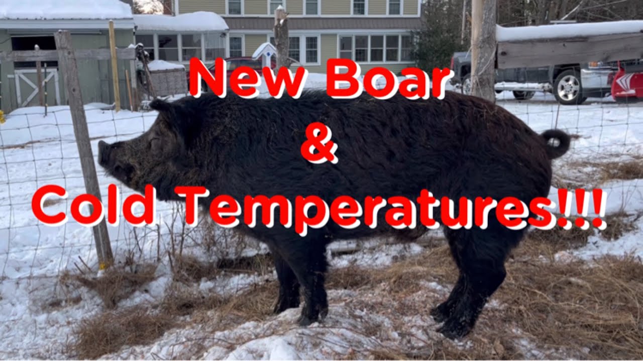 Prepping for FREEZING temperatures with our new BOAR!!! #fypシ #pigs # ...