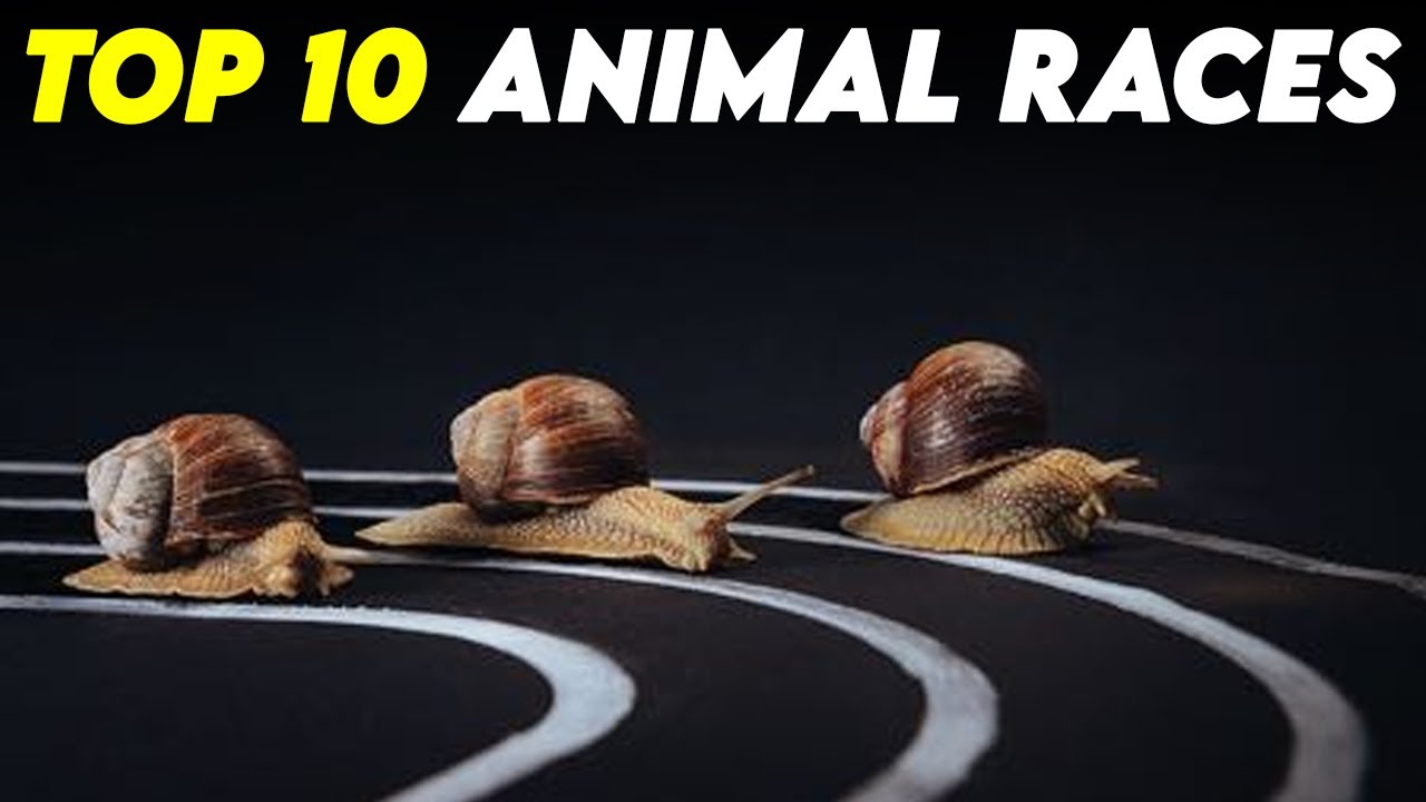 Top 10 most unusual animal races from across the world - YouTube