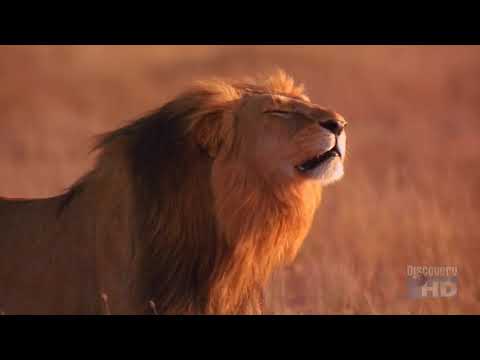The Cheetah King Part 21: Charlie Confronts Scar