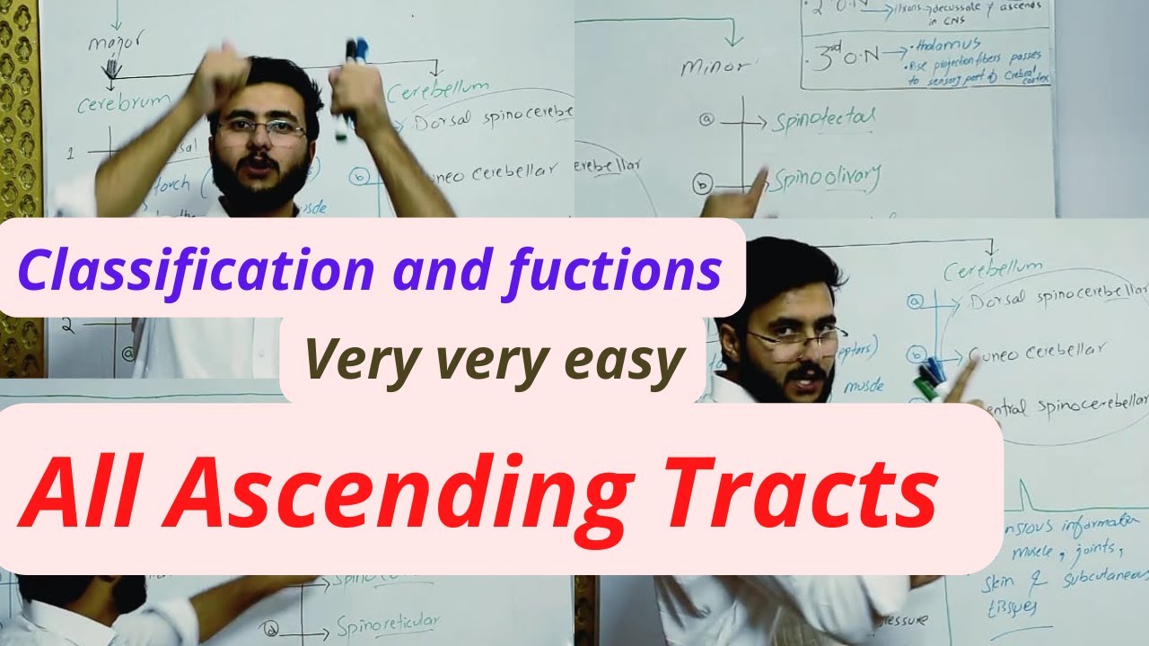 Ascending tracts | classification | all types | functions # ...