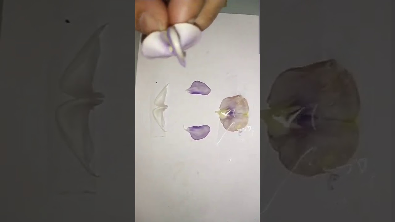 vexillary aestivation - YouTube