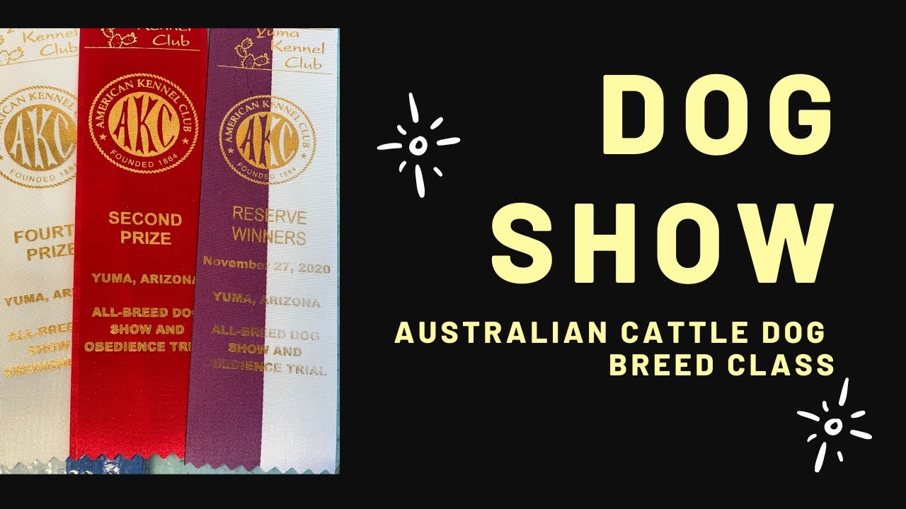 DOG SHOW Australian Cattle Dog Class - YouTube