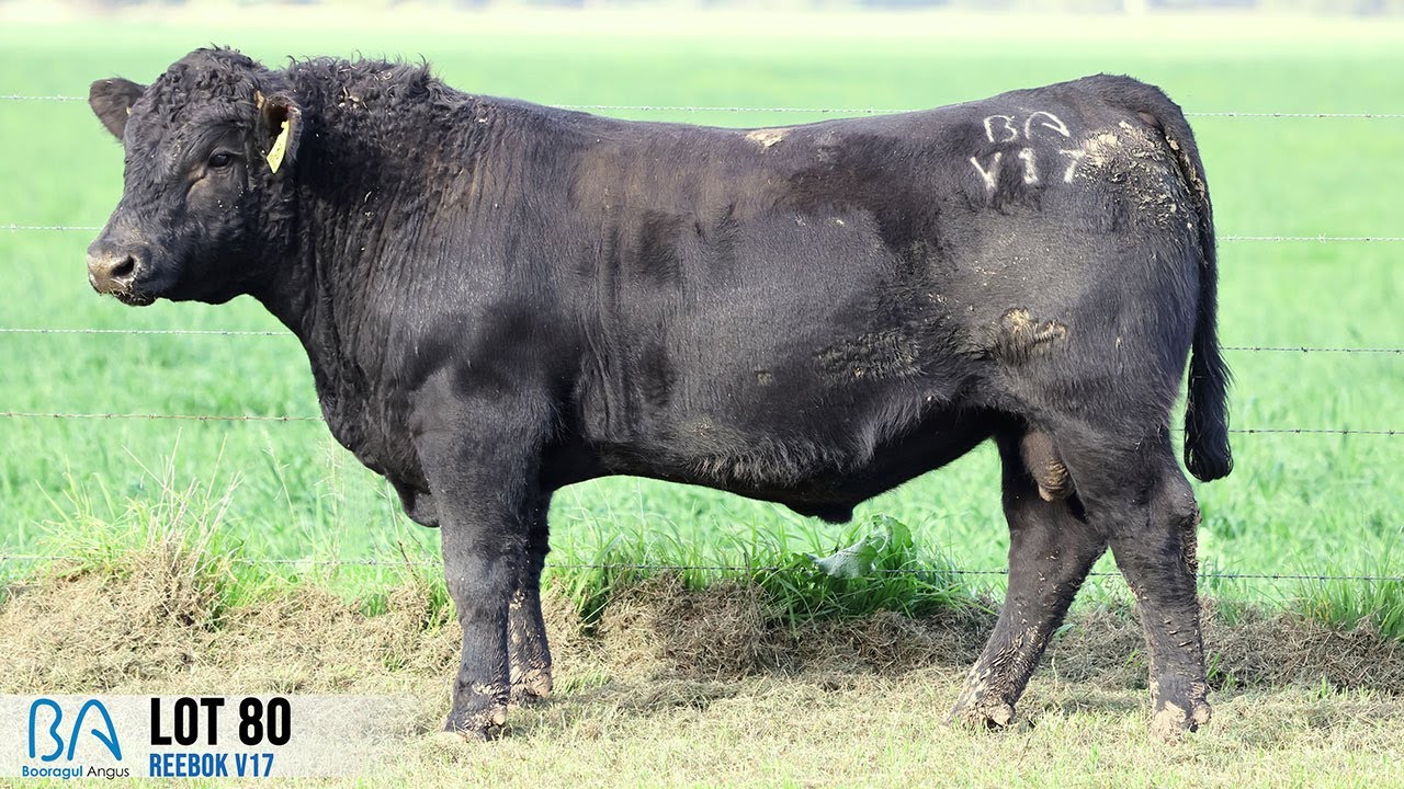 LOT 80 REEBOK V17 - YouTube