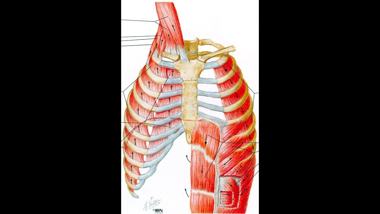 SOLUNUM SİSTEMİ 1 (TORAKS ANATOMİSİ - SOLUNUM KASLARI - SOLUNUM ...