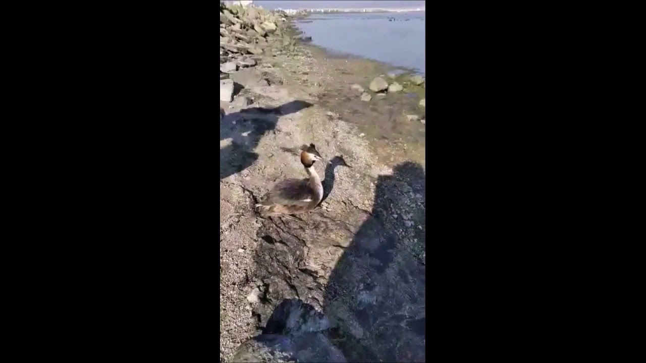 Καστανοκέφαλος γλάρος & Σκουφοβουτηχτάρι, Eπανένταξη - Δράση για την ...