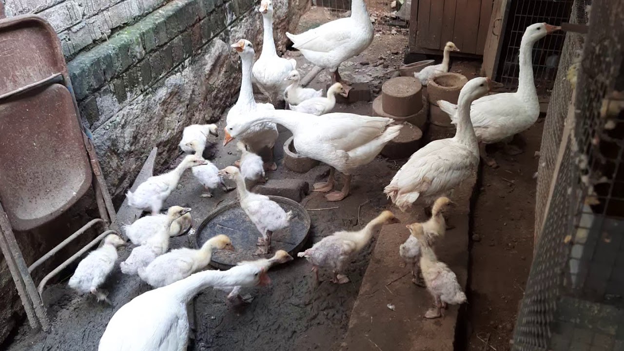 Bangla duck(Goose) - YouTube