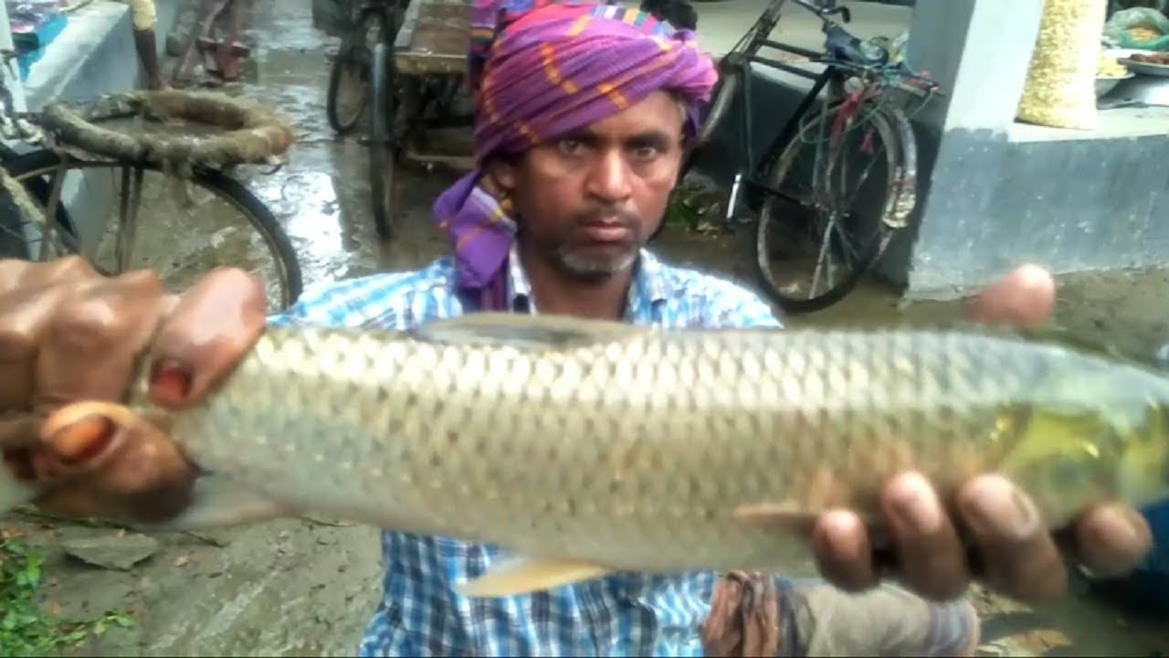 Incredible Rural Village Fish Market 2017 | Amazing Fresh Fish ...