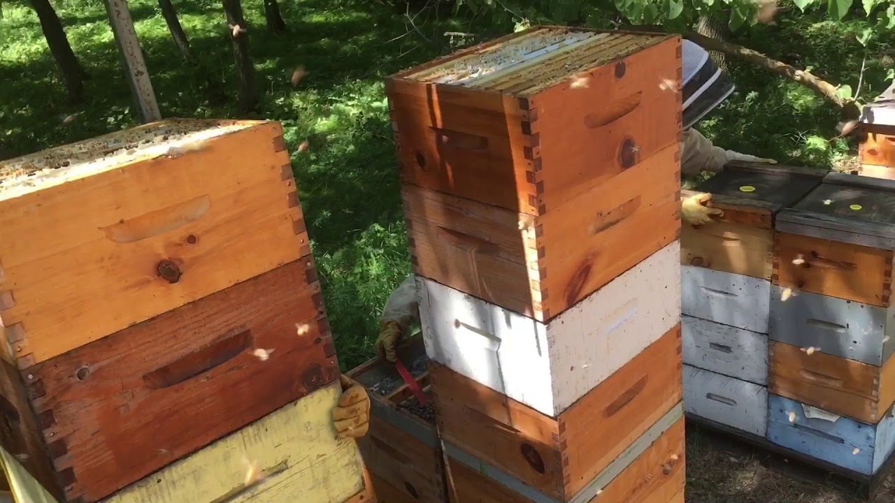 Collecting honey with an Ezyloader July 20, 2018 - YouTube