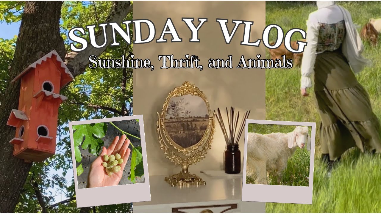 A Slow Sunday Vlog | Thrifting, Animal Friends, Cozy Home Decor | Slow ...