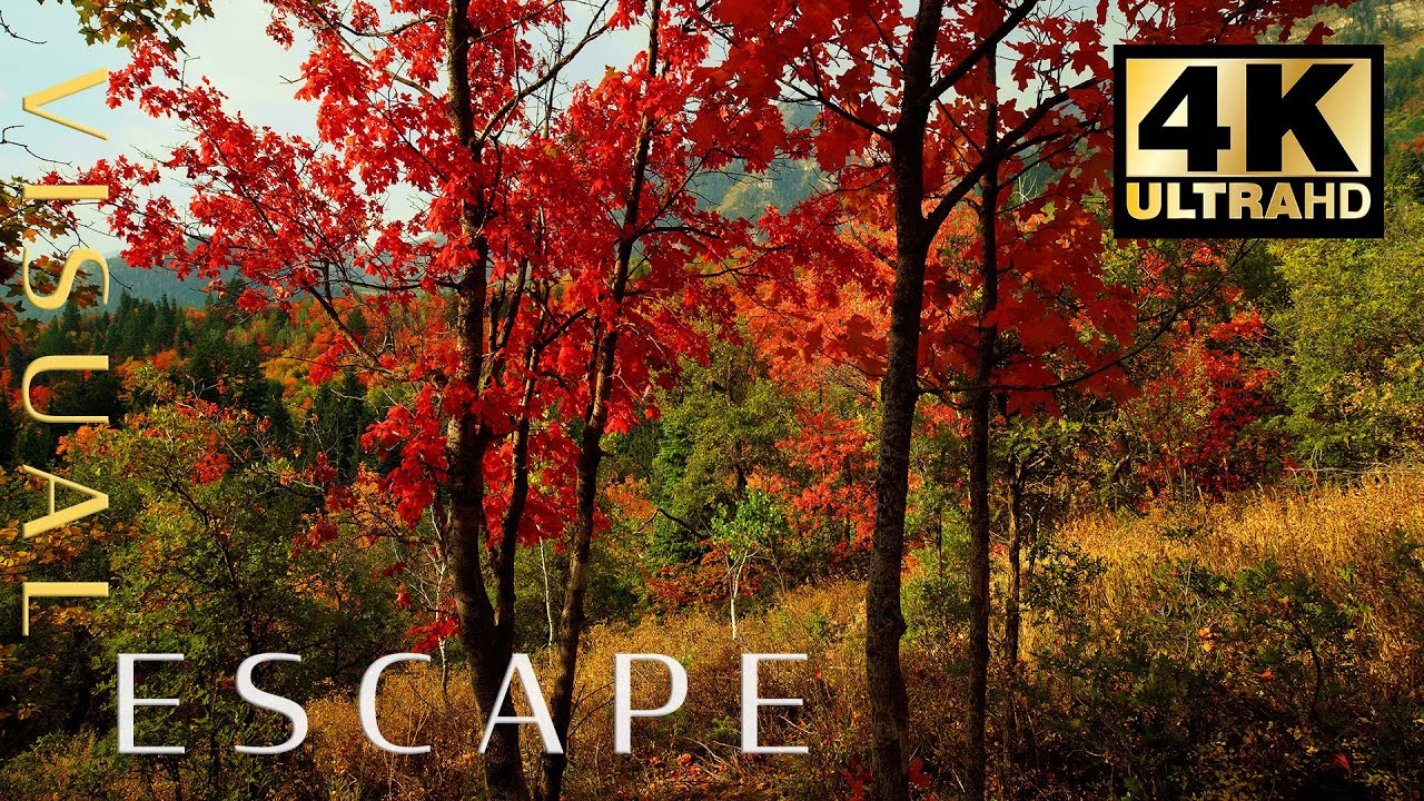 Detailed Wind and Leaves Sound | 4K Autumn Leaves Ambience - YouTube