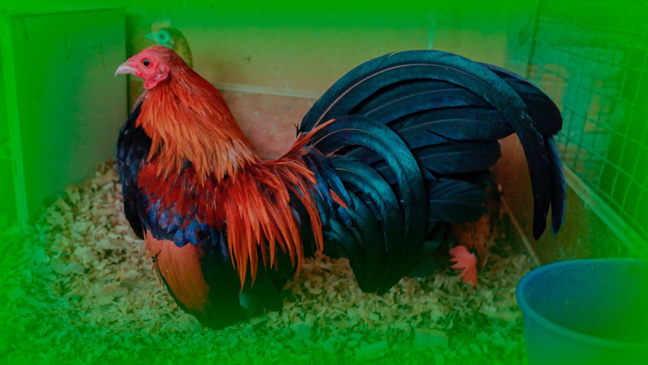 Conoce a Mis Gallos Kikirikis: Los Mejores del Criadero | Todos mis ...