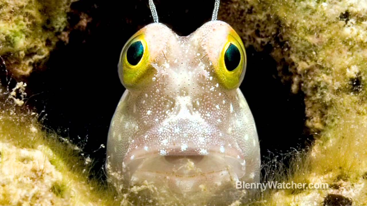 The Blenny Hunters - YouTube
