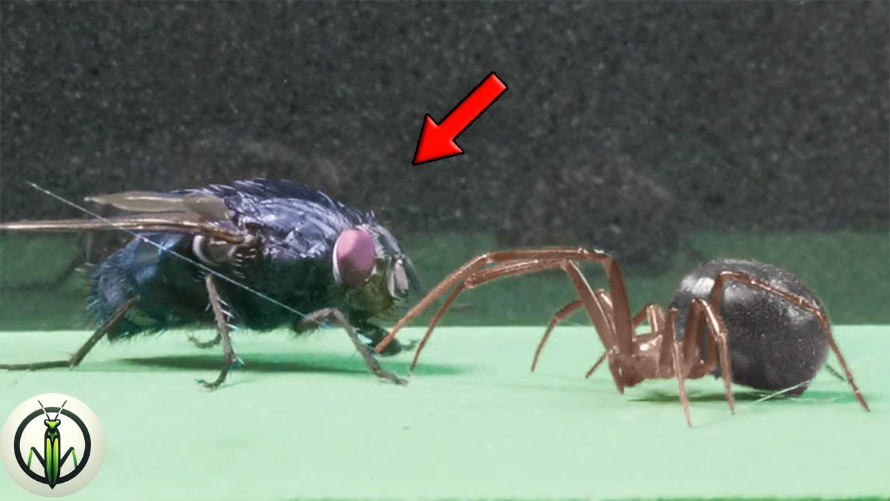 EXTREME Experiment! BODYBUILDER Fly & BLACK WIDOW In an Epic ENCOUNTER ...