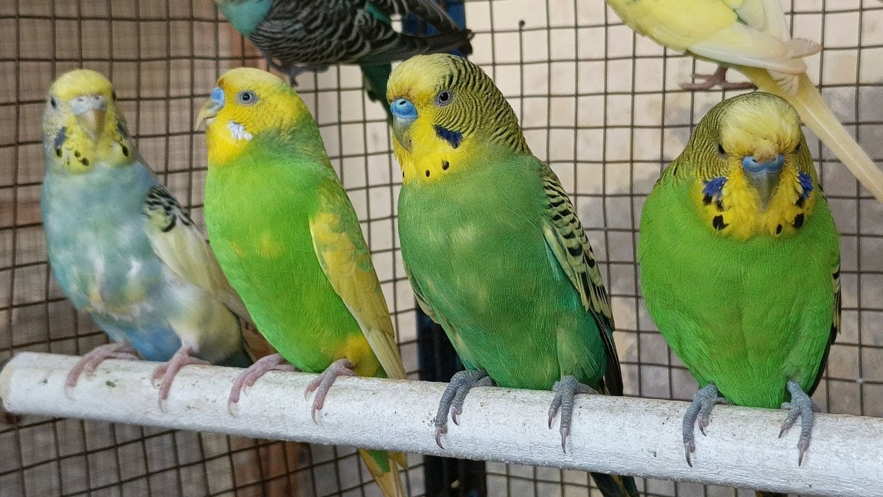 Happy Cute Parakeet Budgie Birds 10 Hr , Listen to Nature Bird Songs ...