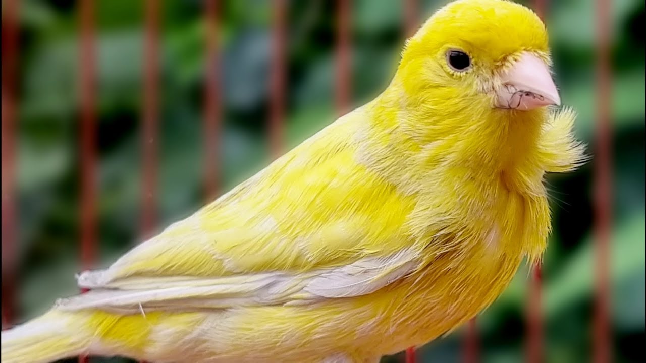 Canary Bird Singing Song A Taining Kenari Birds -Canary Singing Sounds ...