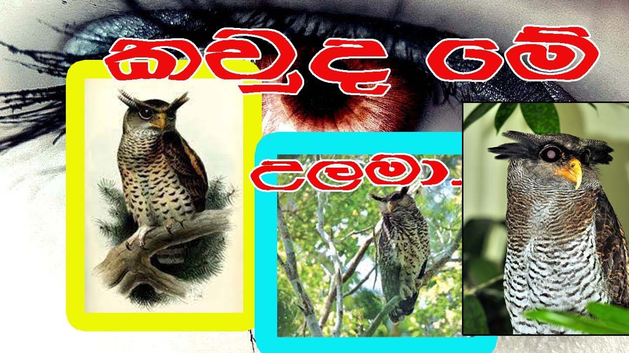 කවුද මේ උලමා? | Devil Bird of Sri Lanka/Devil bird of sri lanka sound - YouTube