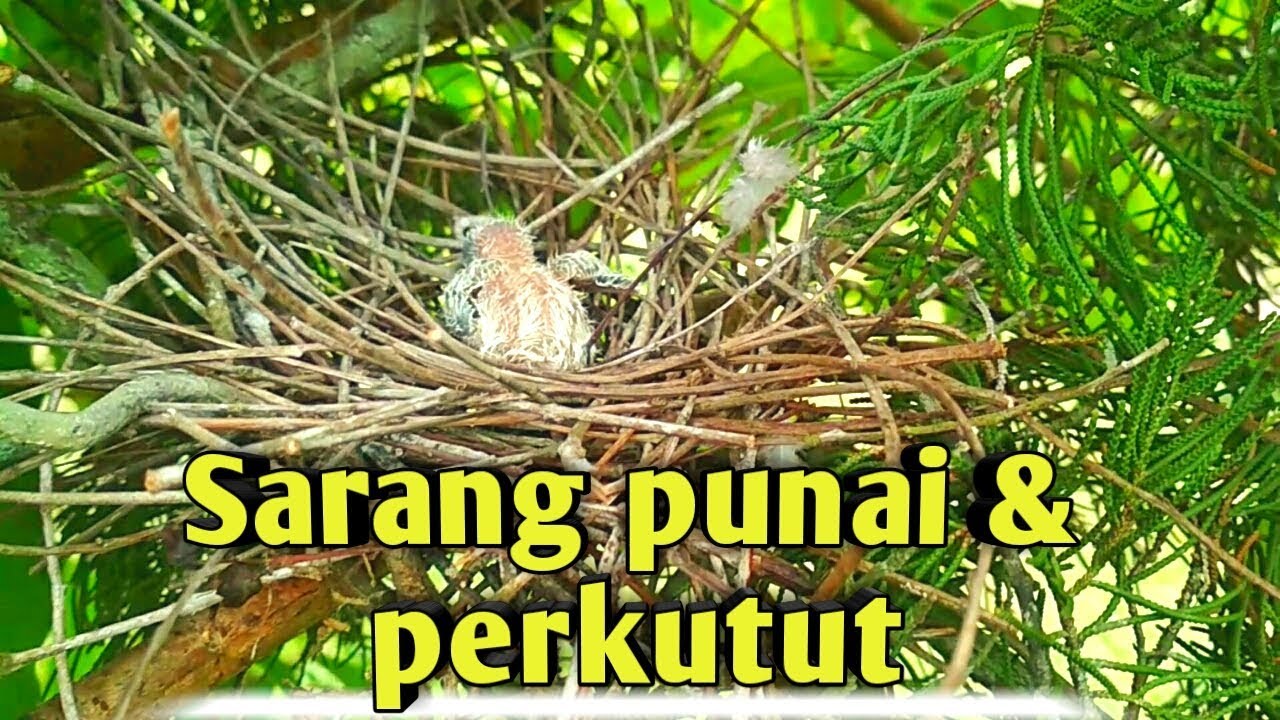 Sarang burung perkutut di taman kota - YouTube