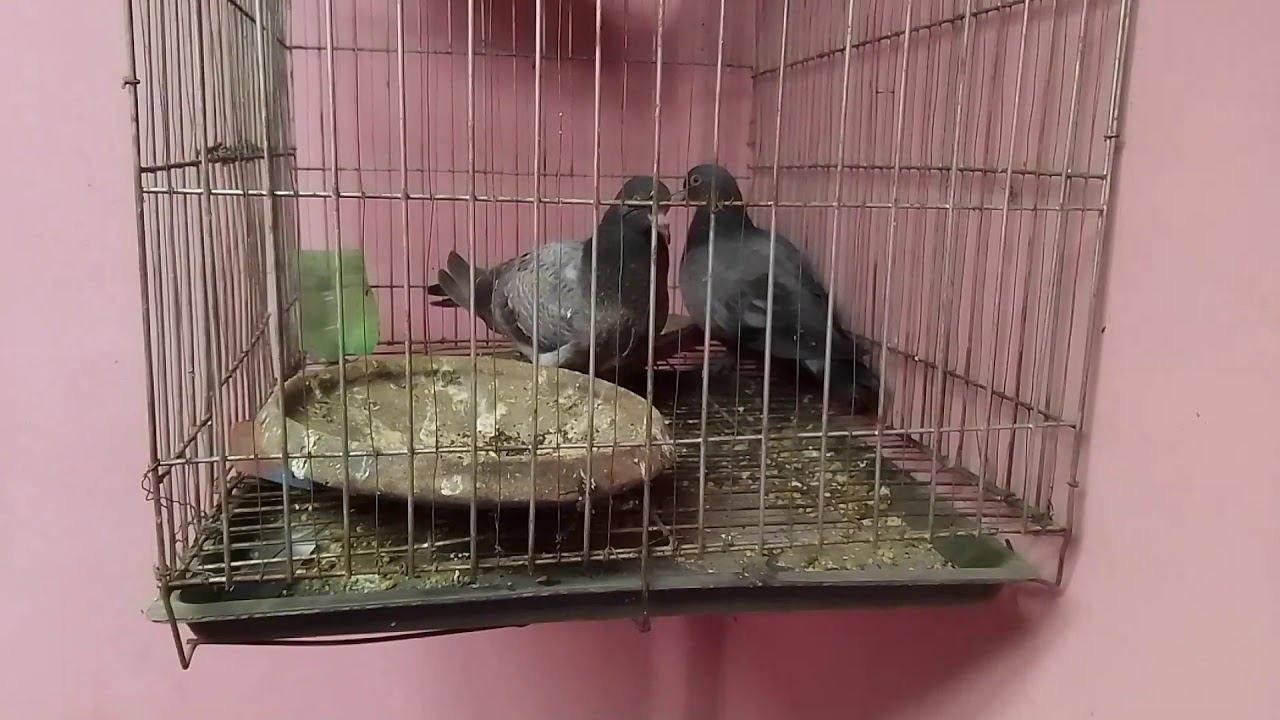 porag VID 20200219 134621595 - YouTube