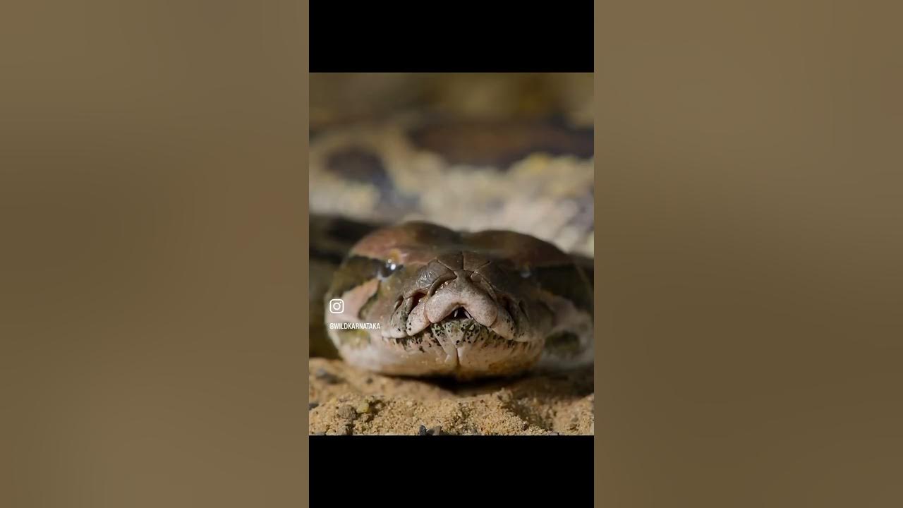 Python 🐍 tries to attack tiger 🐅 cubs but incredibly mother tiger 🐅 saves her baby's from python ...