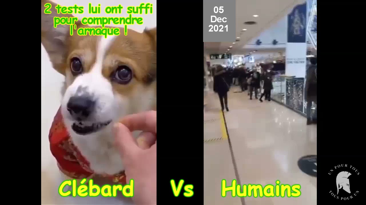 Un Clébard Comparé Aux Humains Dociles... Le Chien Winner !!! - YouTube