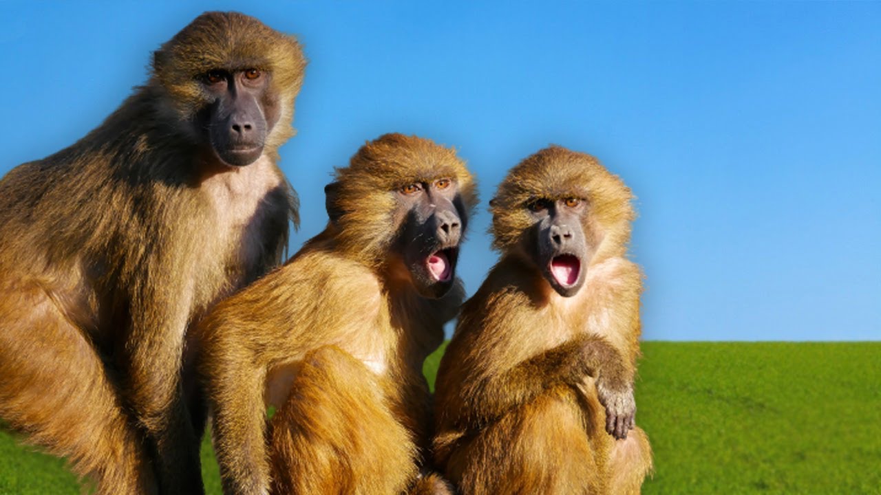 Som de Macacos ┃Macaco Gritando ┃Som de Animais - YouTube