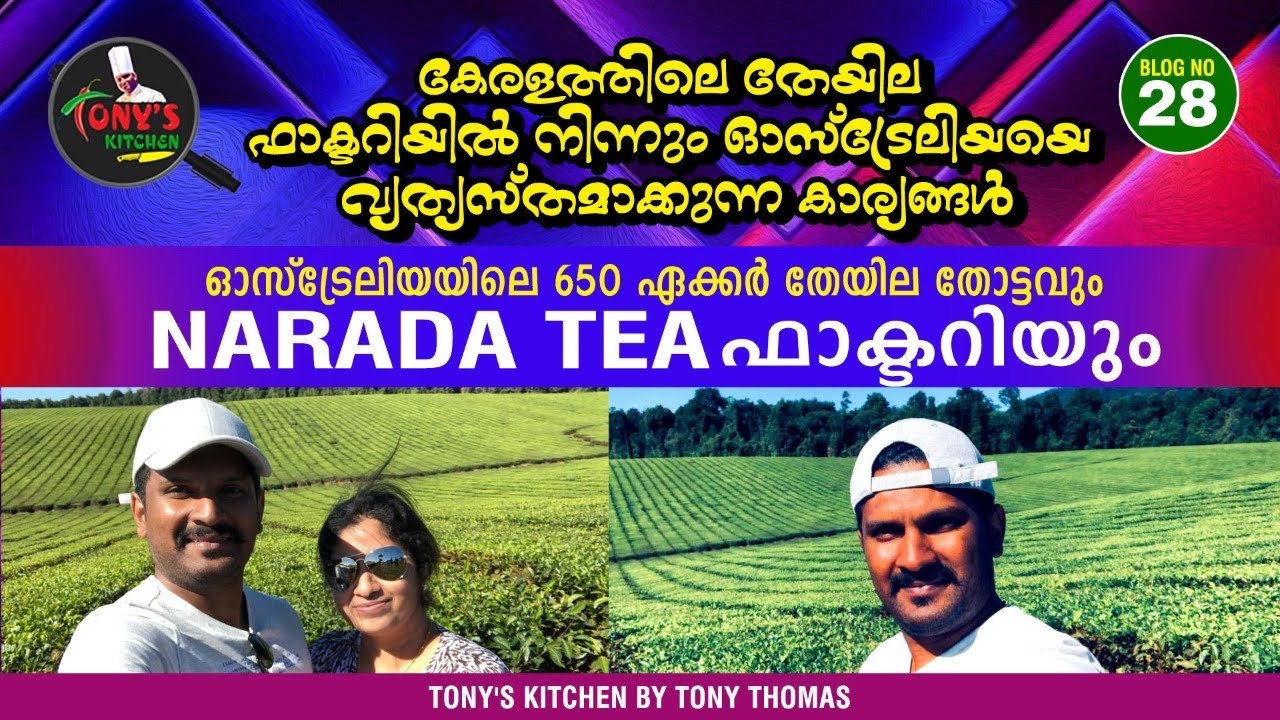 AUSTRALIA’S LARGEST TEA PLANTATION AND NERADA TEA FACTORY VISIT 650 ...