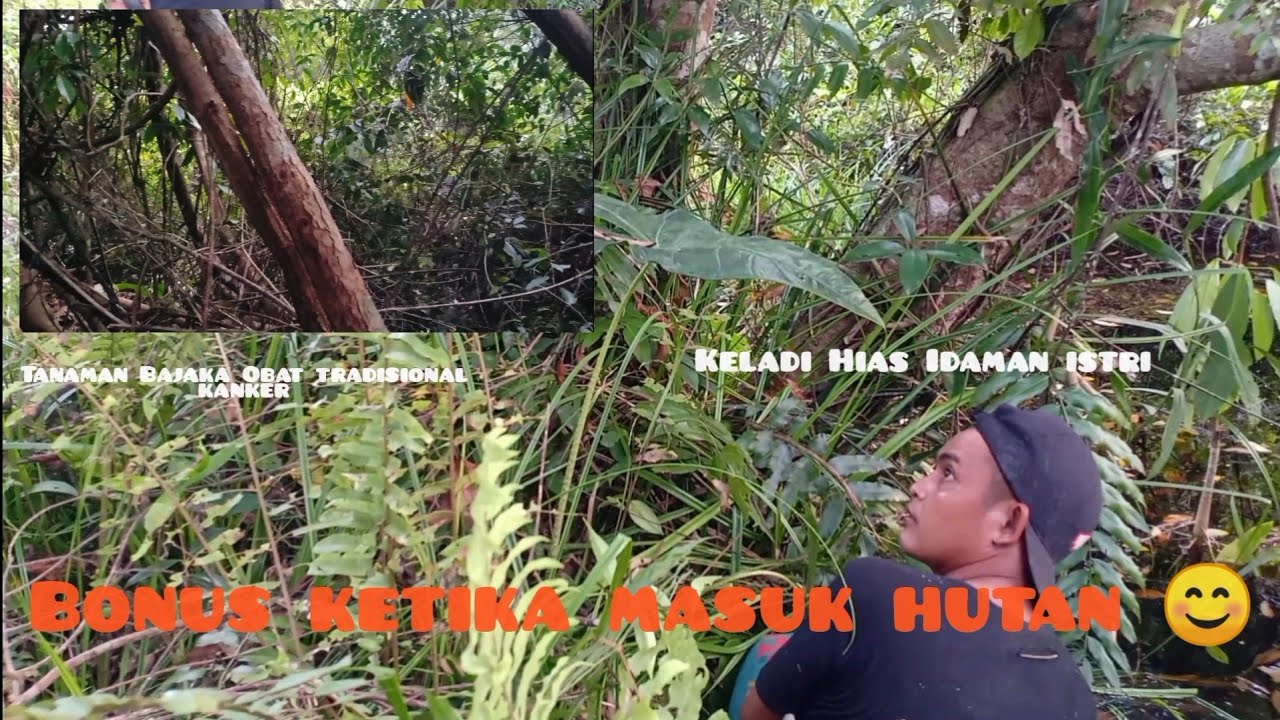 Cara Mendapatkan Ikan di Musim Kemarau, Obat kanker Bajaka & Keladi ...
